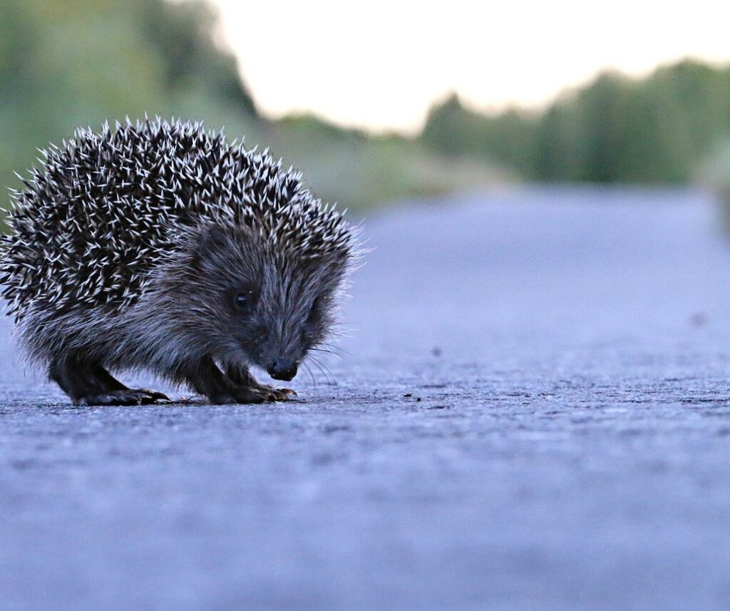Wildlife under threat – UK hedgehog numbers plummet - Population Matters
