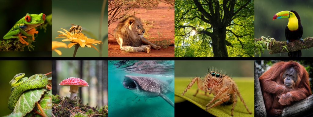 New global plan to save species must tackle population - Population Matters