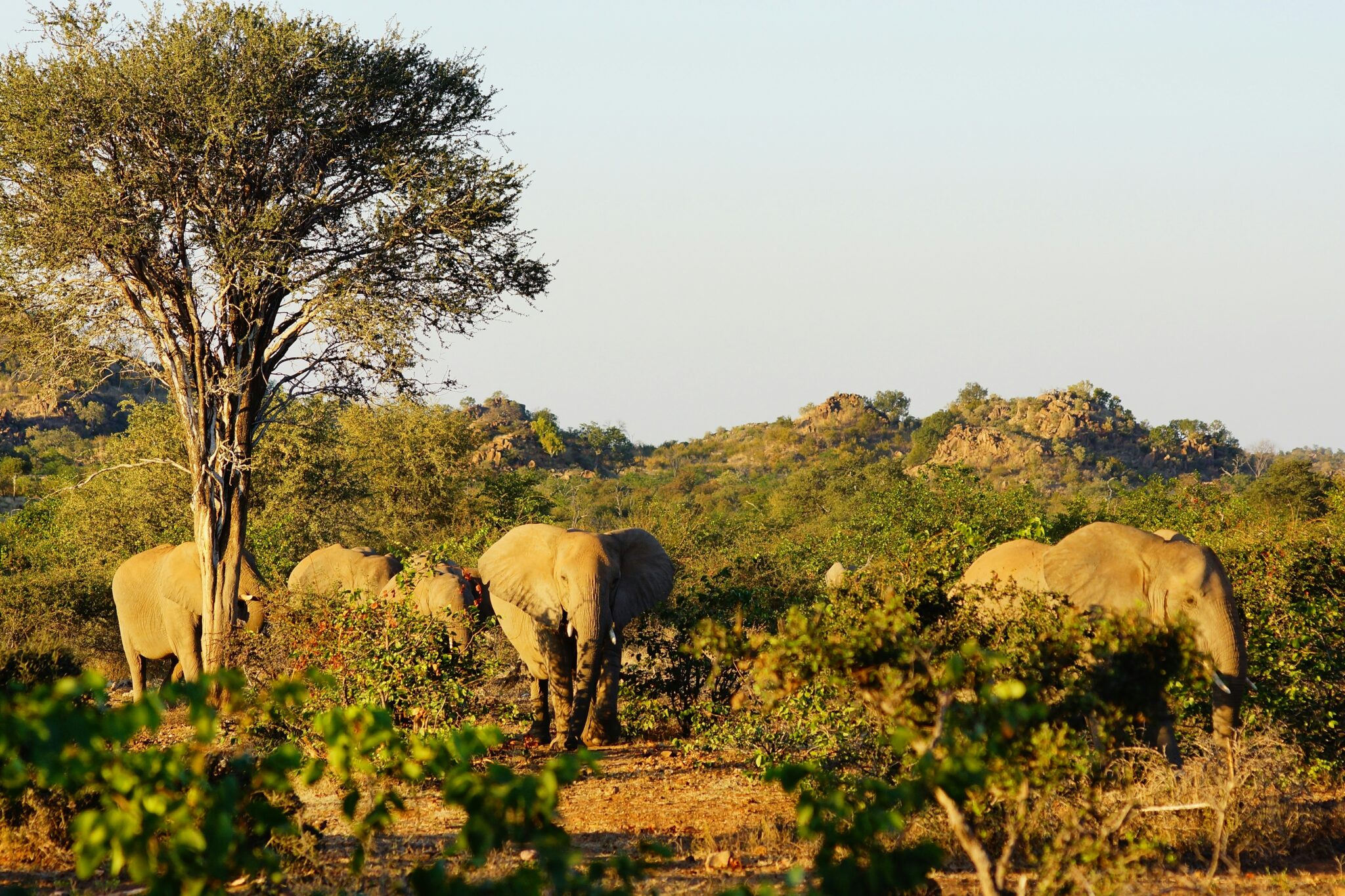 Vanishing Icons: Endangered Species and Human Impact